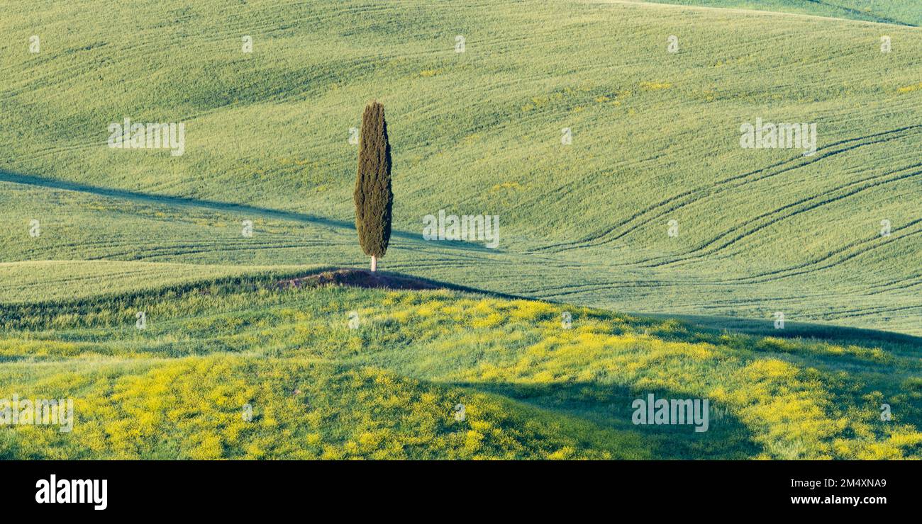 Cypress tree in italy hi-res stock photography and images - Alamy
