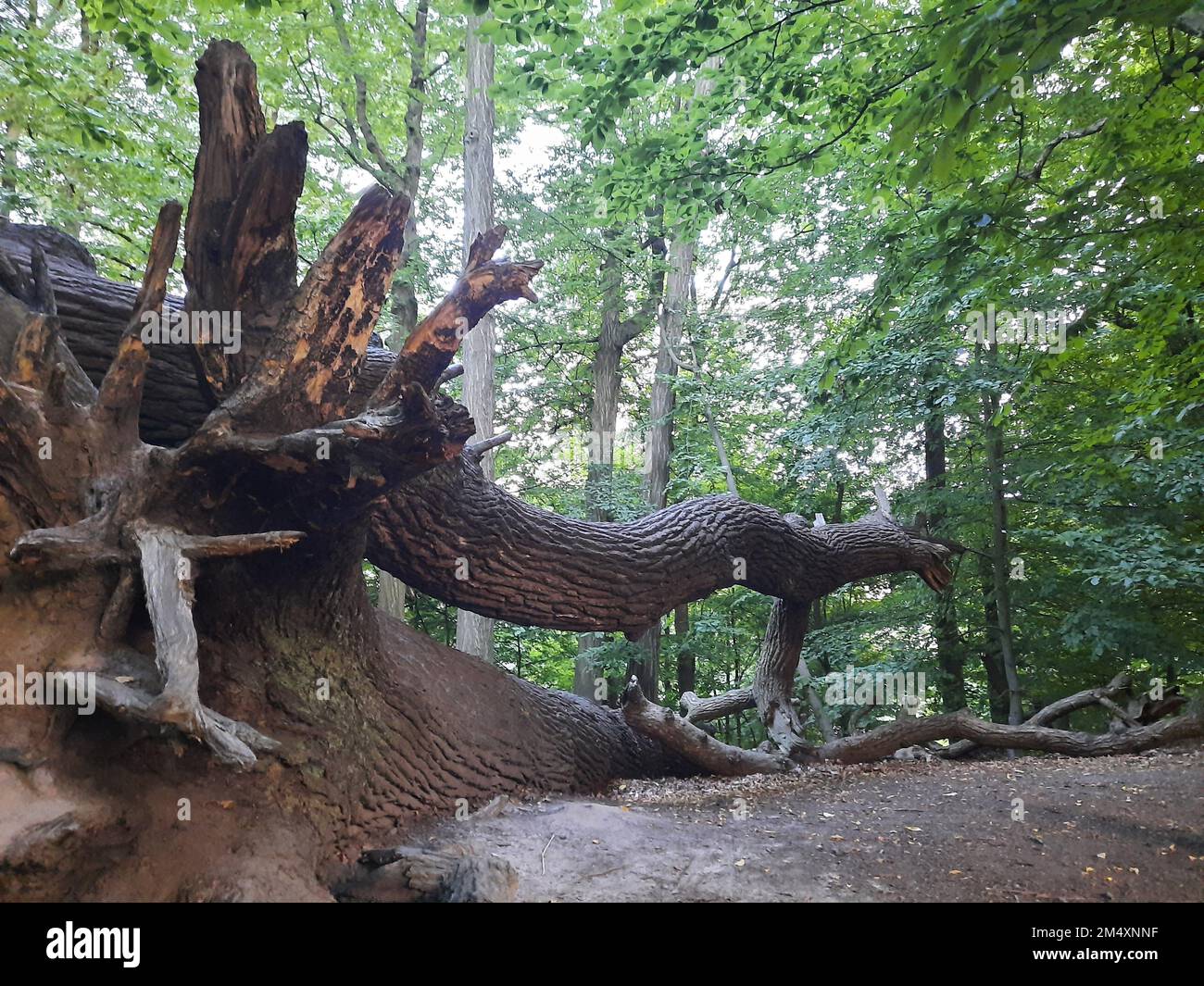 a fall-down tree in the forest Stock Photo - Alamy