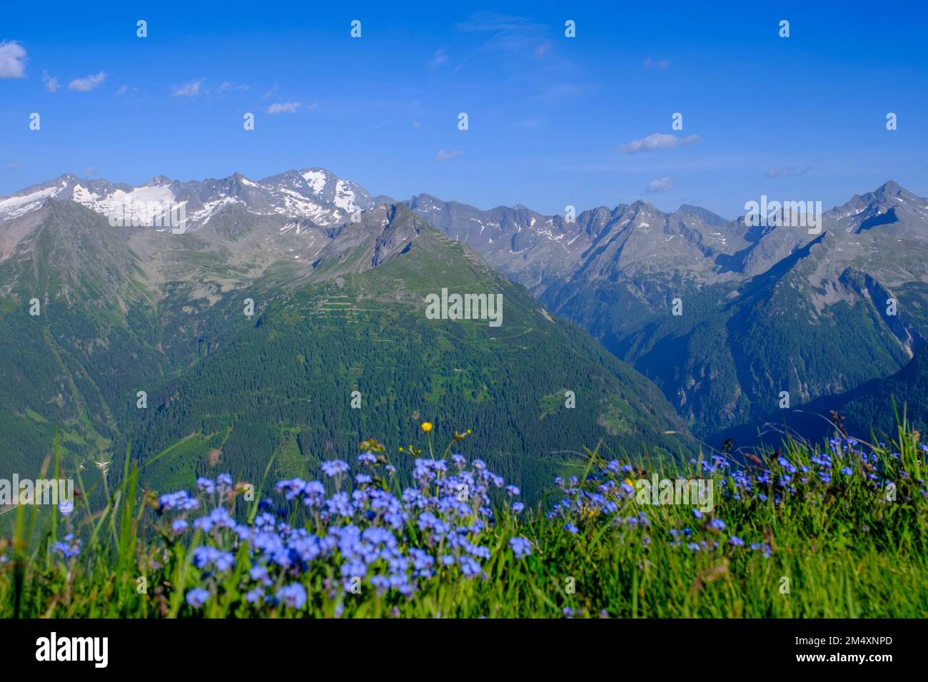 Austria, Salzburg, Peaks of Hohe Tauern Range with wildflowers blooming ...