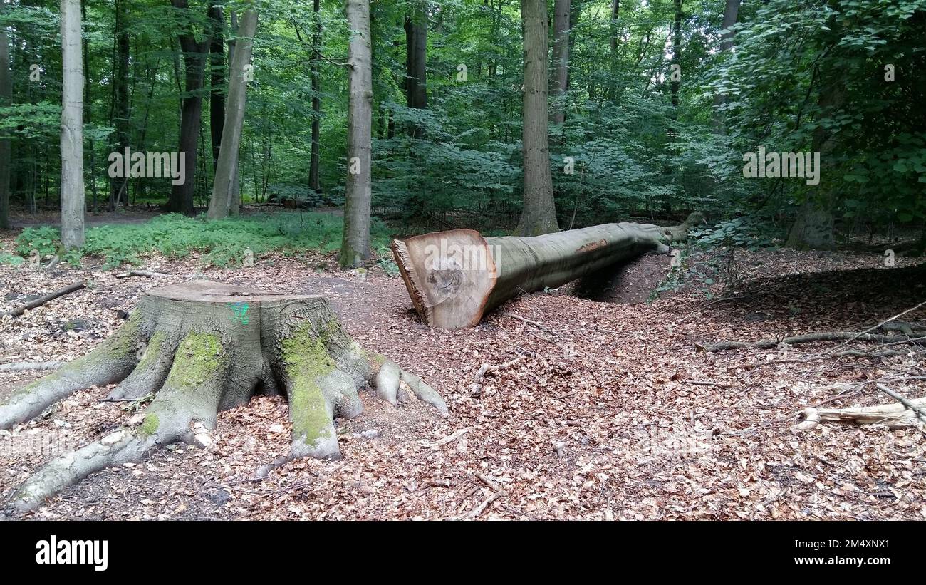 cut a tree in a green park Stock Photo - Alamy