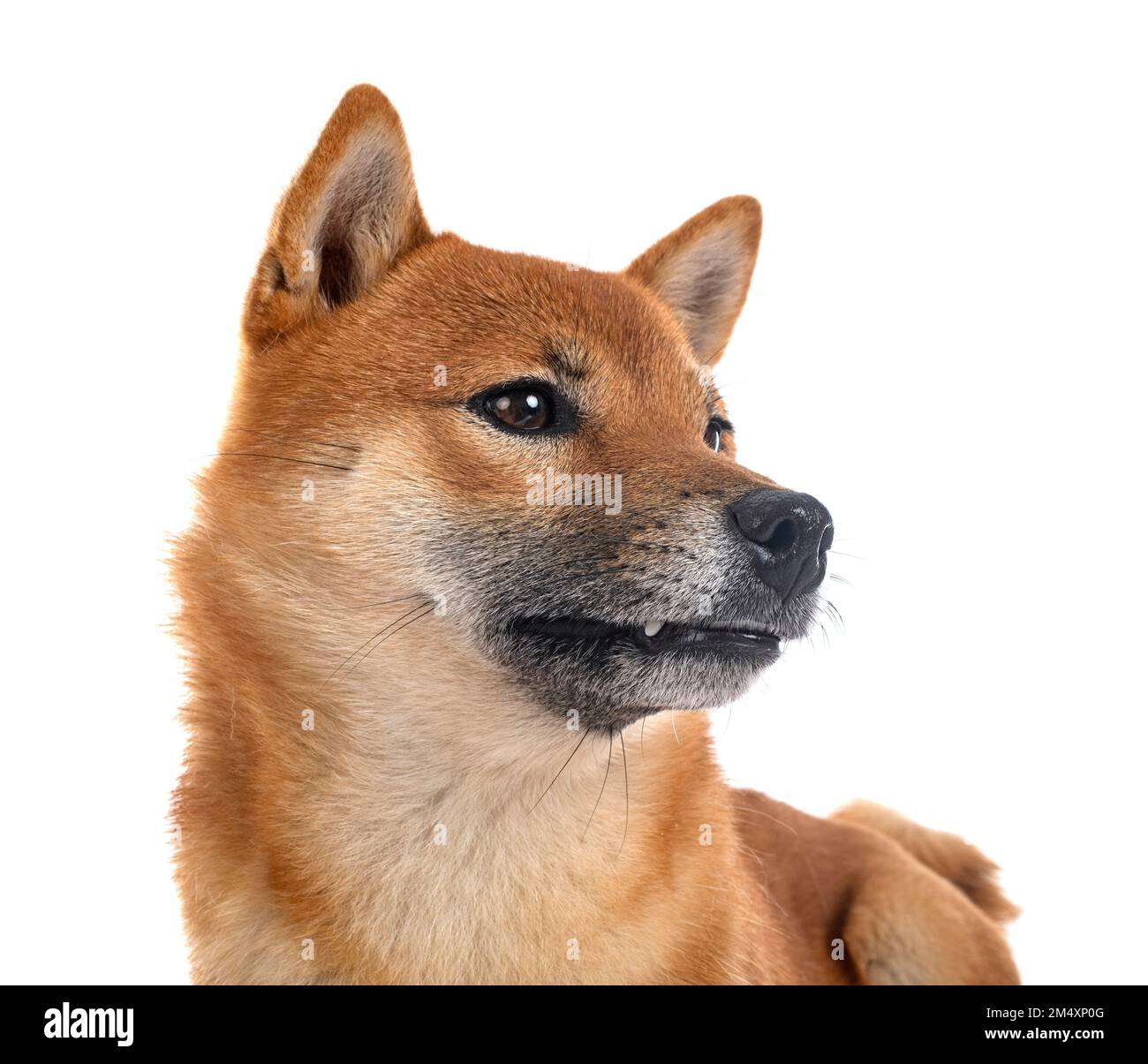 shiba inu in front of white background Stock Photo - Alamy