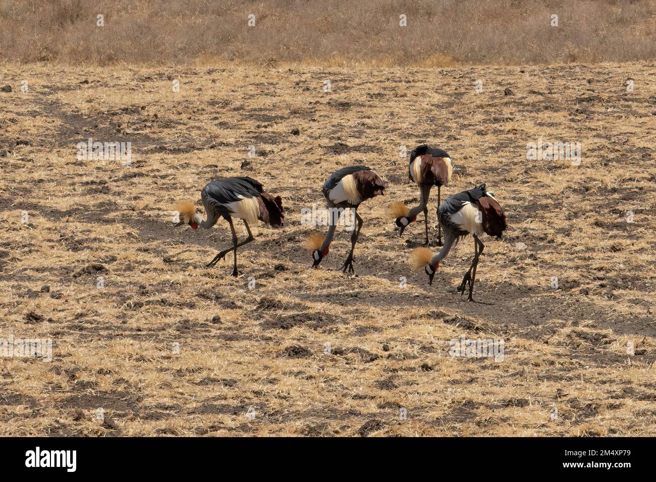 A group of grey crowned cranes foraging in a dry field in the tanzanian ...