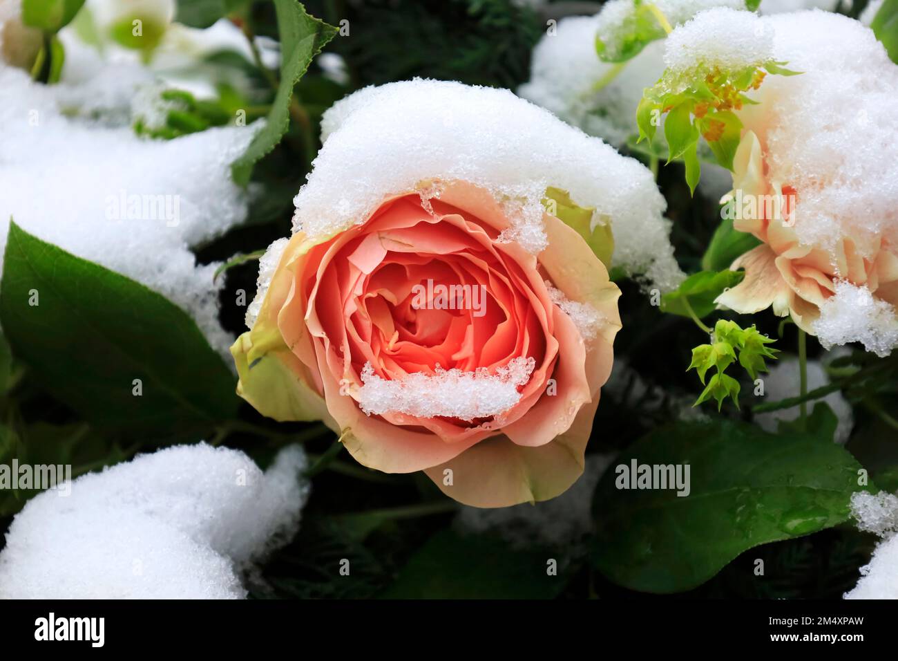 Snow covered rose in winter Stock Photo - Alamy