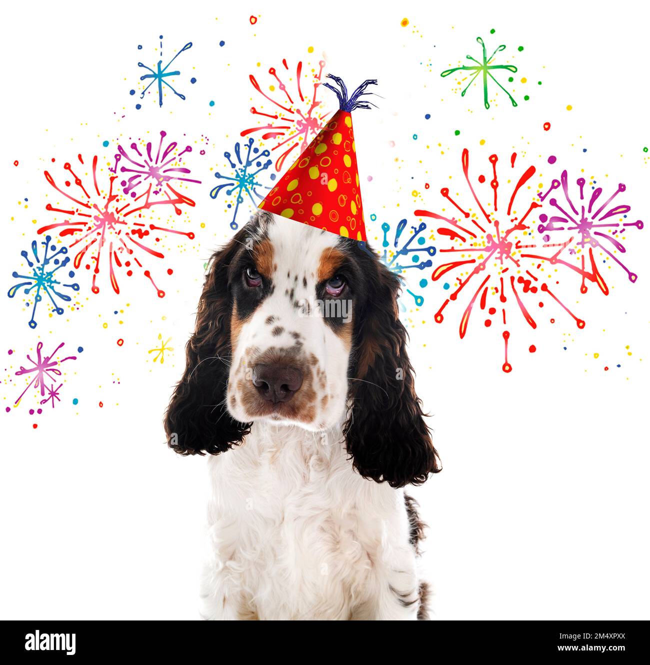 English Cocker Spaniel in front of white background Stock Photo - Alamy