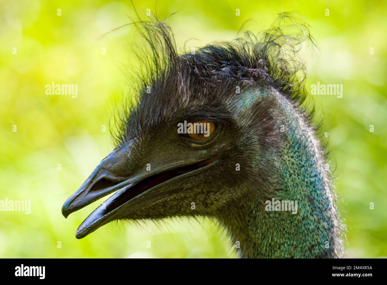 Beautiful emu hi-res stock photography and images - Alamy