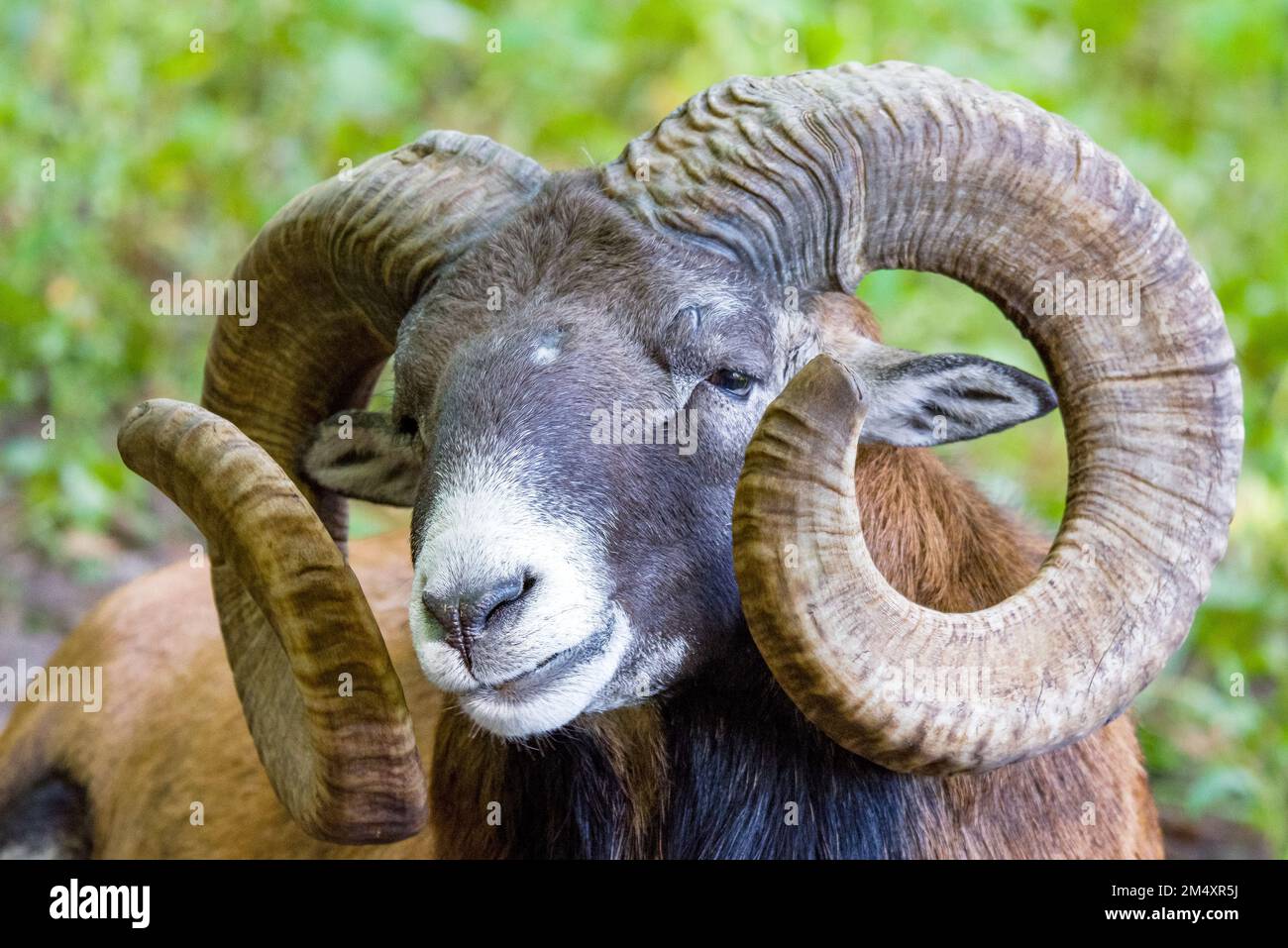 Portrait of a male moufflon sheep Stock Photo - Alamy