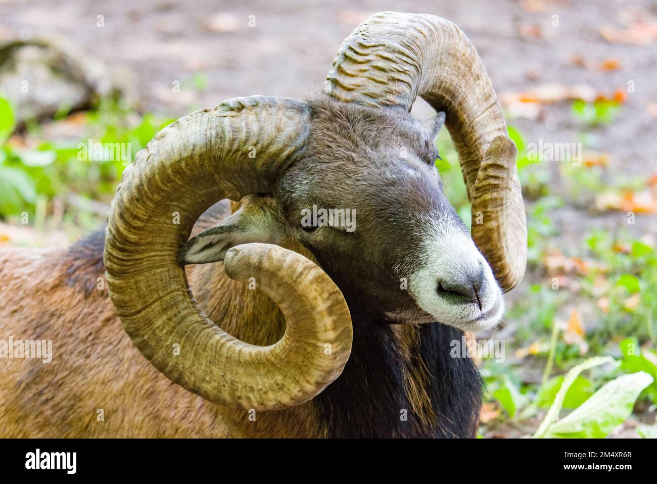 Majestic male sheep hi-res stock photography and images - Alamy