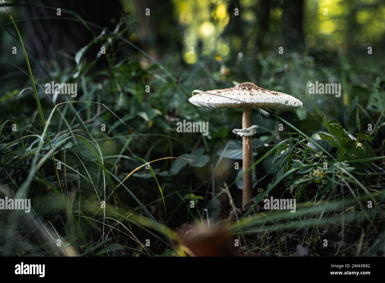 A close-up of a deadly poisonous inedible mushroom from the genus ...