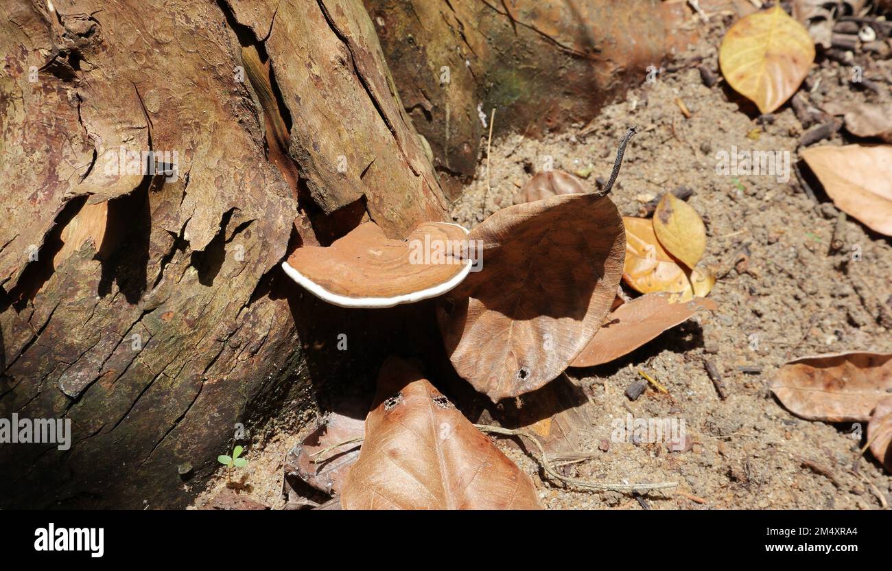 An artist's bracket fungus (Ganoderma Applanatum) is living on a dead ...