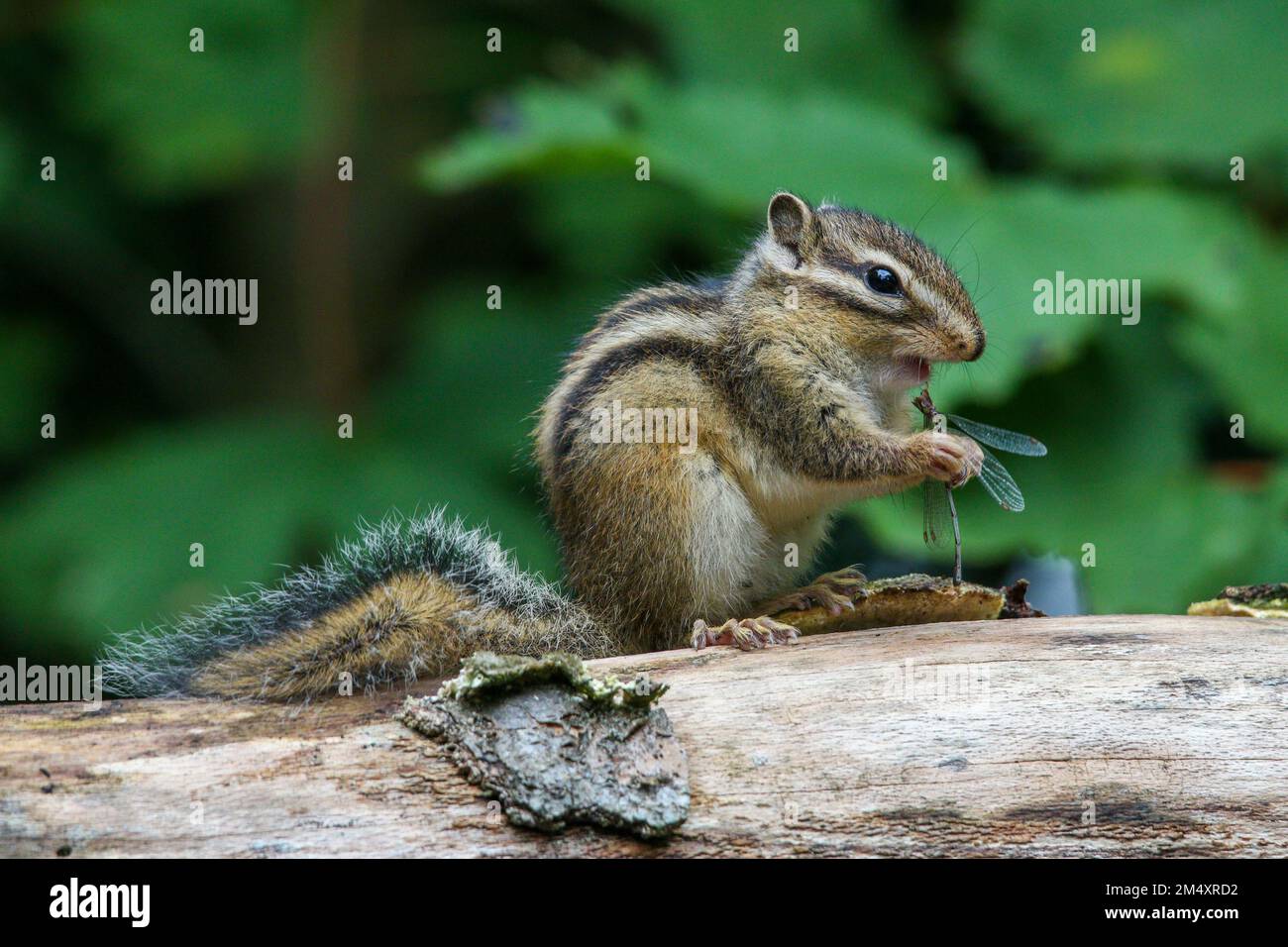 A closeup shot of a lovely and cute chipmunk Stock Photo - Alamy