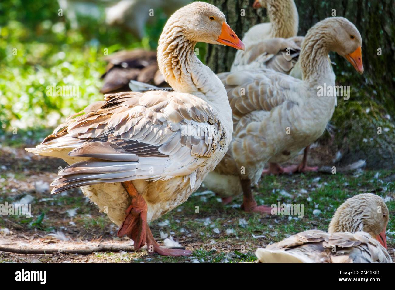 A flock of domestic greylag geese sit by the edge of a farmyard pond ...