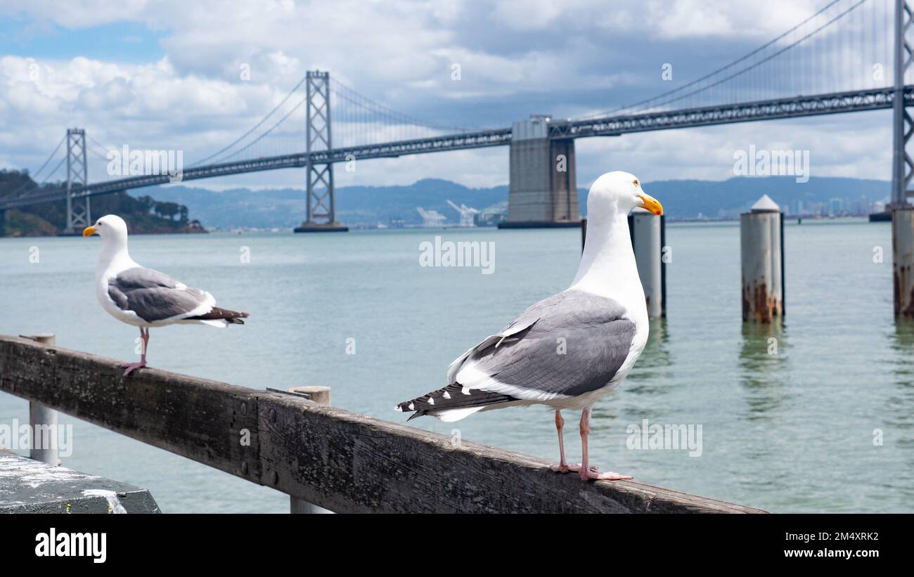 Seagulls birds standing on wooden parapet with bridge structure in background Stock Photo - Alamy