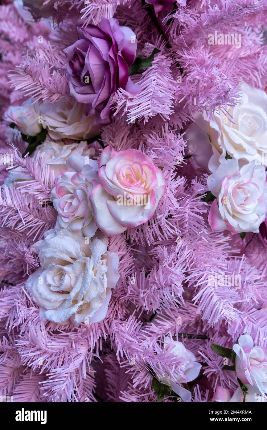 Mauve rose roses hi-res stock photography and images - Alamy