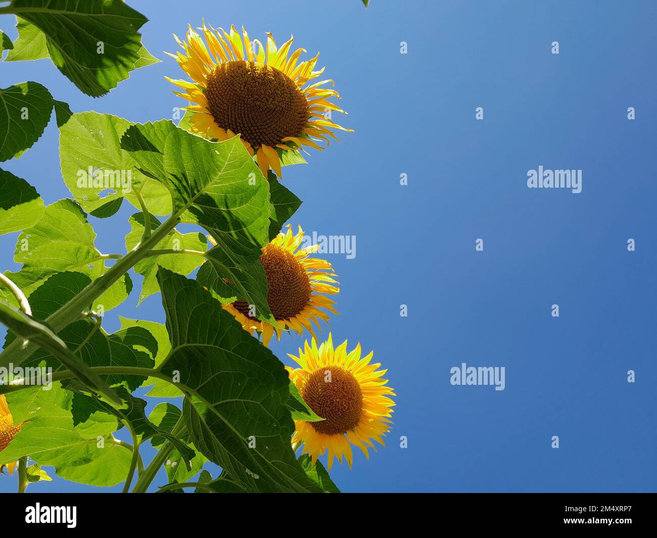 I was laying on the ground looking up at the sunflowers for this shot ...