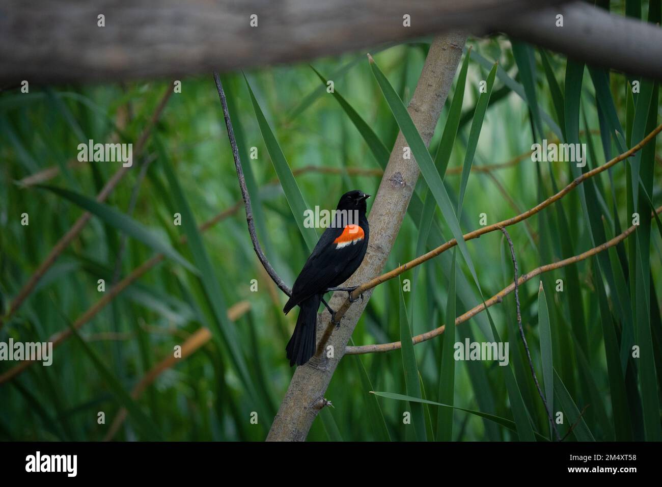 A male red-winged blackbird perched on a tree branch. Agelaius ...