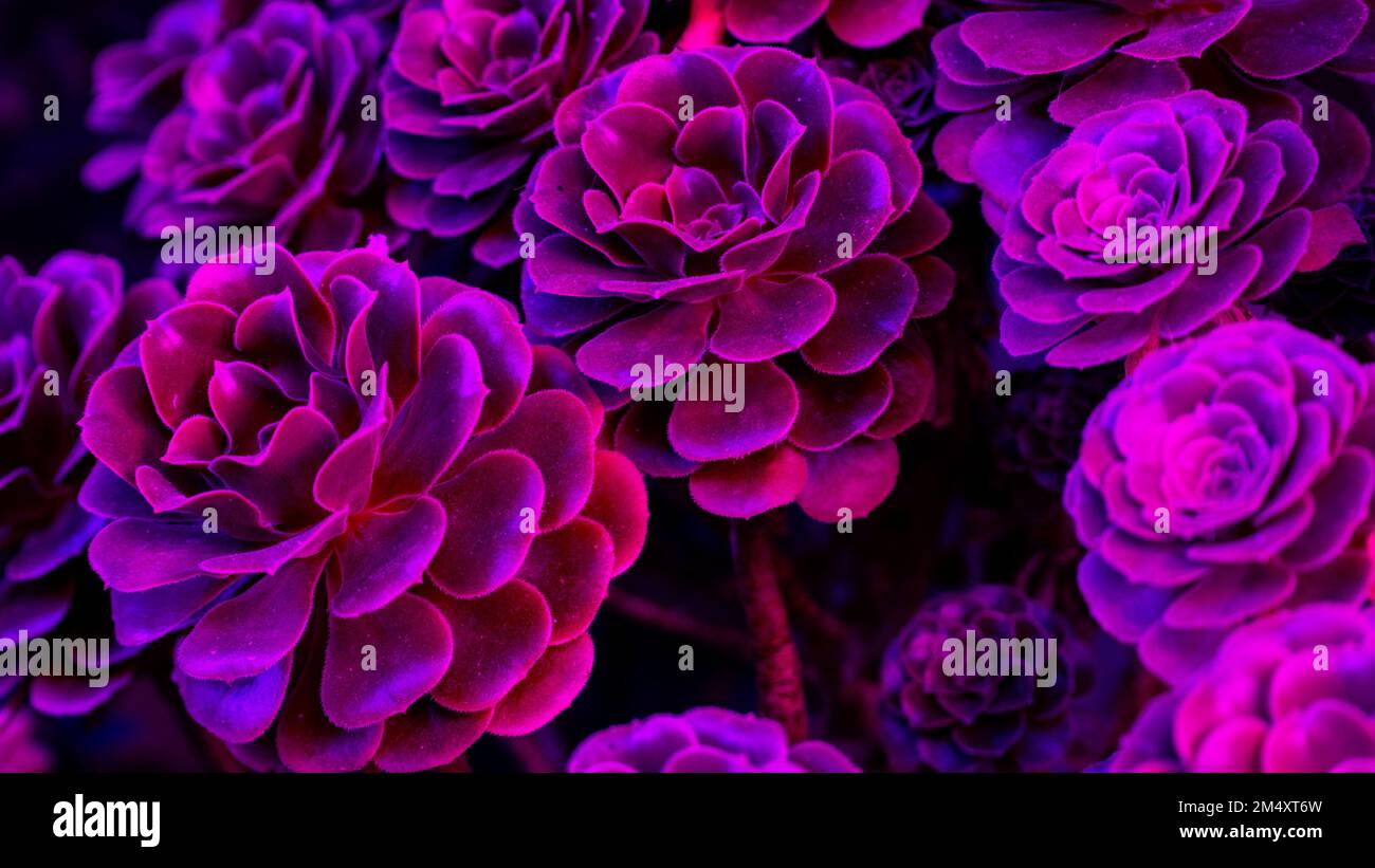 Close up of magenta succulent cactus. Blue echeveria plant top view ...