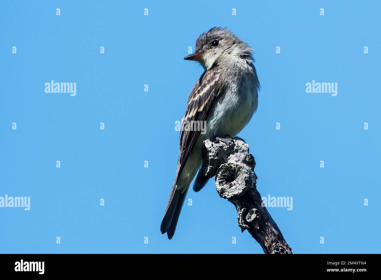 Flycatcher flycatchers hi-res stock photography and images - Alamy
