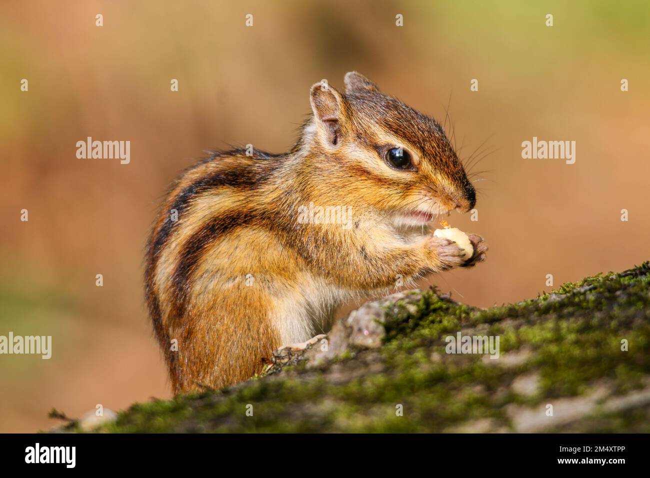 Beautiful shot cute chipmunk hi-res stock photography and images - Alamy