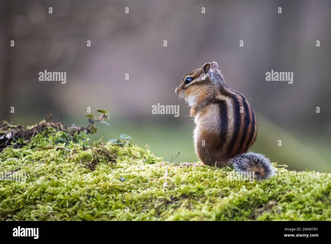 A closeup shot of a cute tiny fluffy Chipmunk on a tree covered with ...