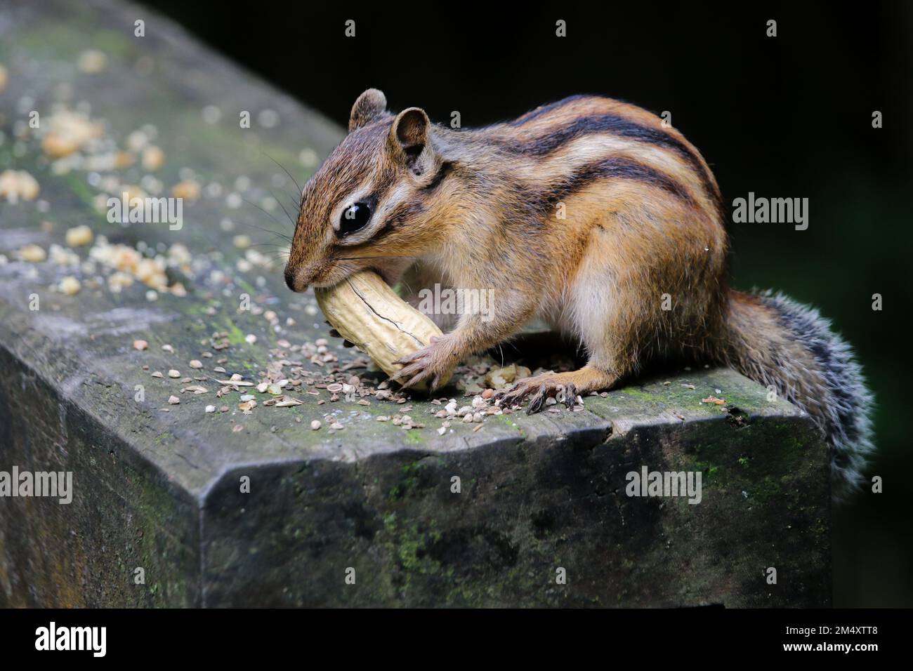 A closeup shot of a cute tiny fluffy Chipmunk eating a nut on a rock ...