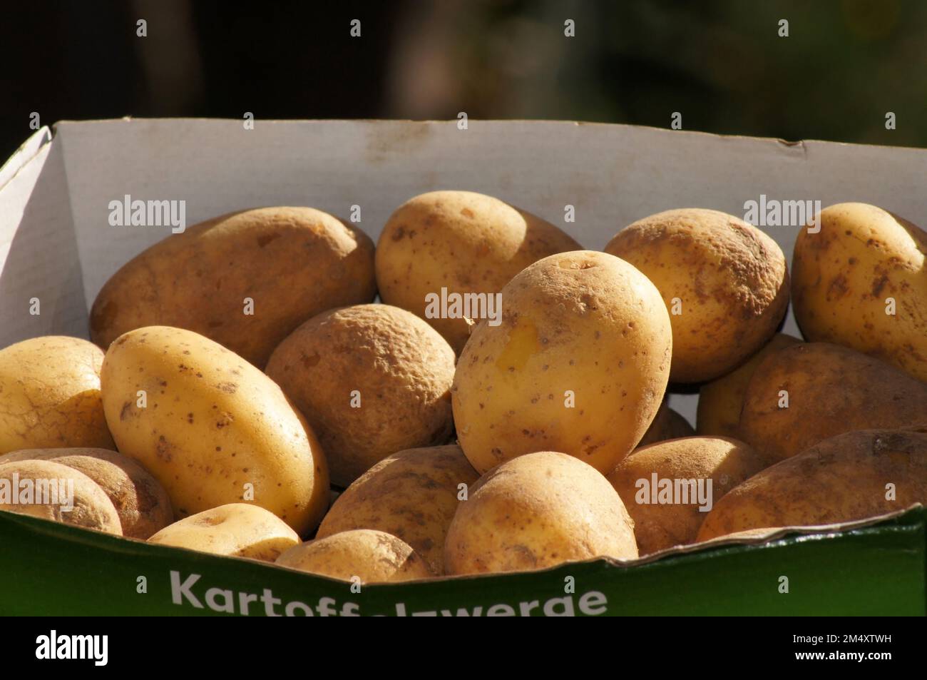 A pile of freshly picked potatoes on an autumn sunny day Stock Photo ...
