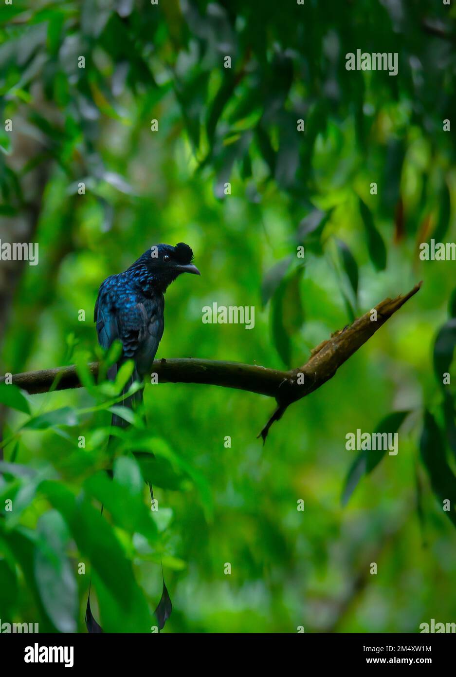 A vertical shot of a beautiful Greater racket-tailed drongo on a tree ...