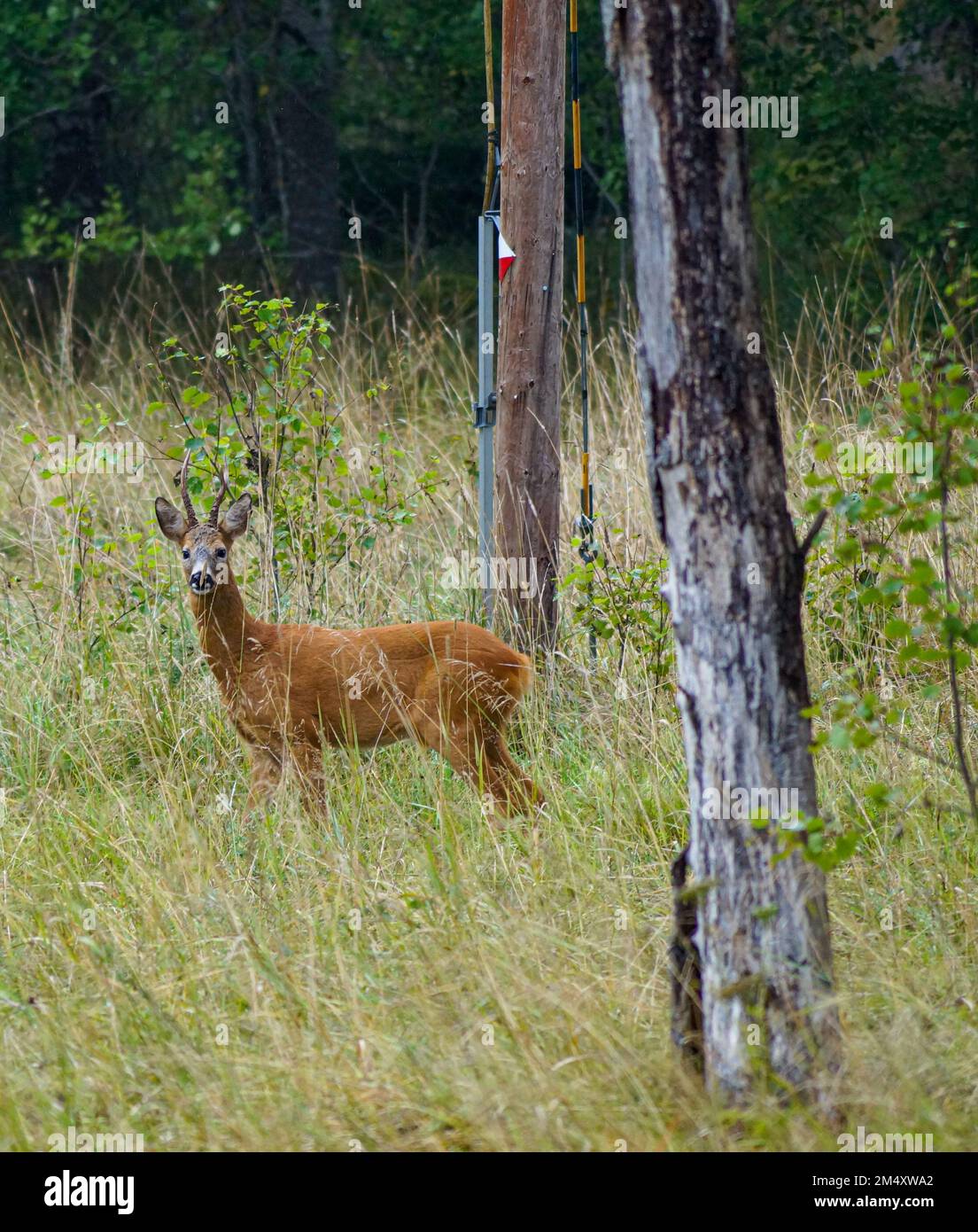 Side view of deer hi-res stock photography and images - Alamy