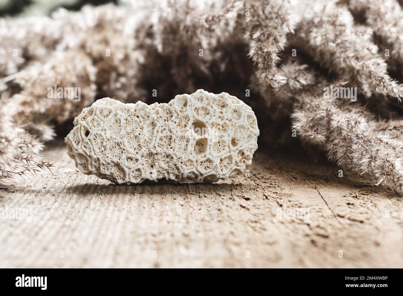 Natural Sea Coral Skeleton Structure Stone on Wooden Background. Fossil ...