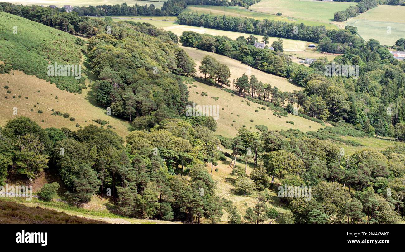 Hill slope covered in green trees / wood Stock Photo - Alamy