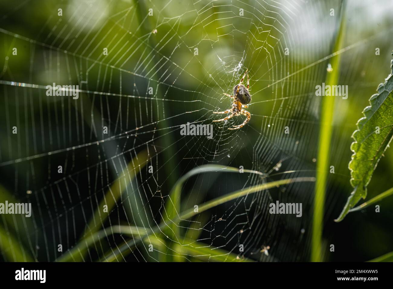 A selective close-up of a spider (Araneae) walking on its own web in ...
