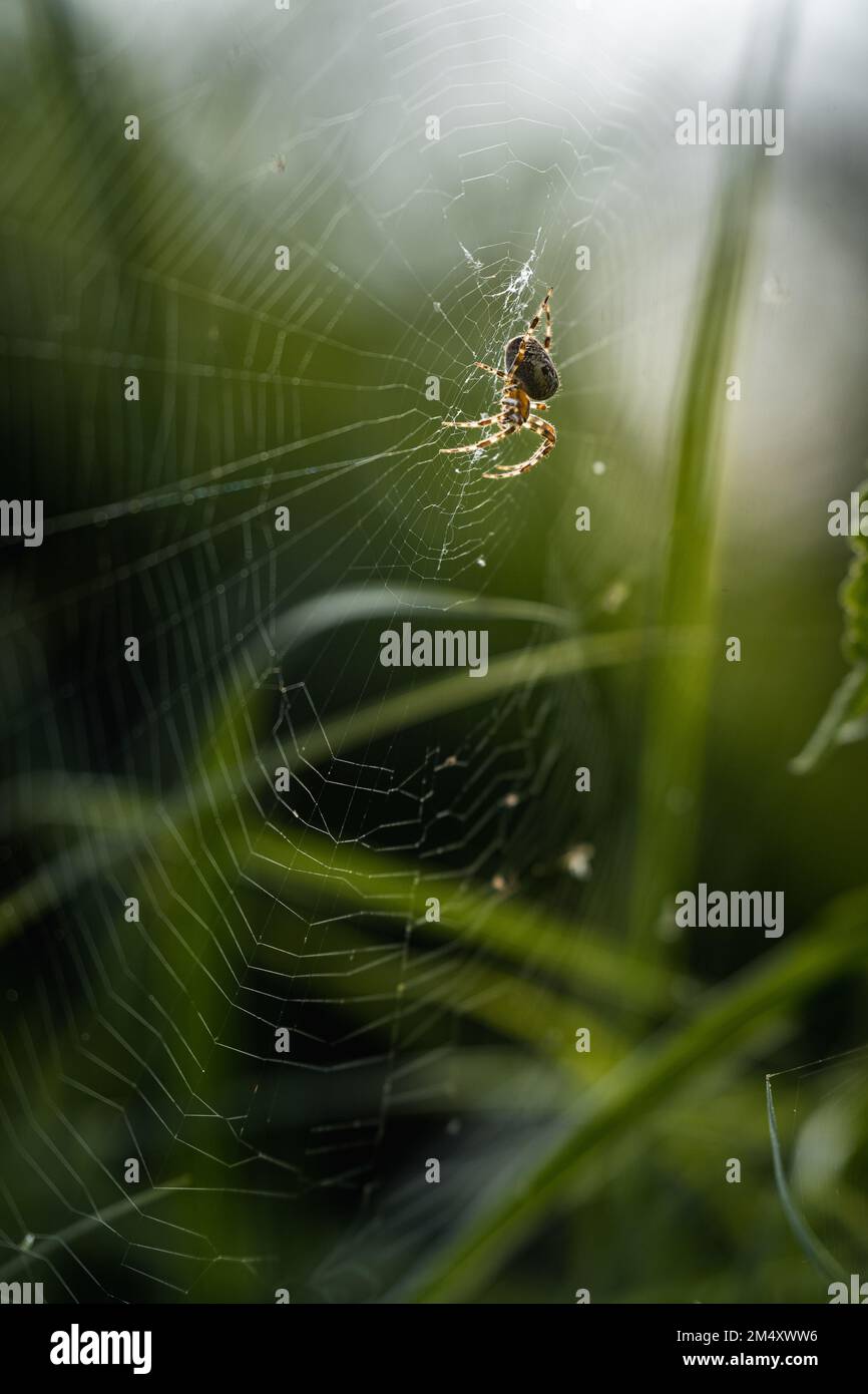A vertical close-up of a spider (Araneae) walking on its own web in ...