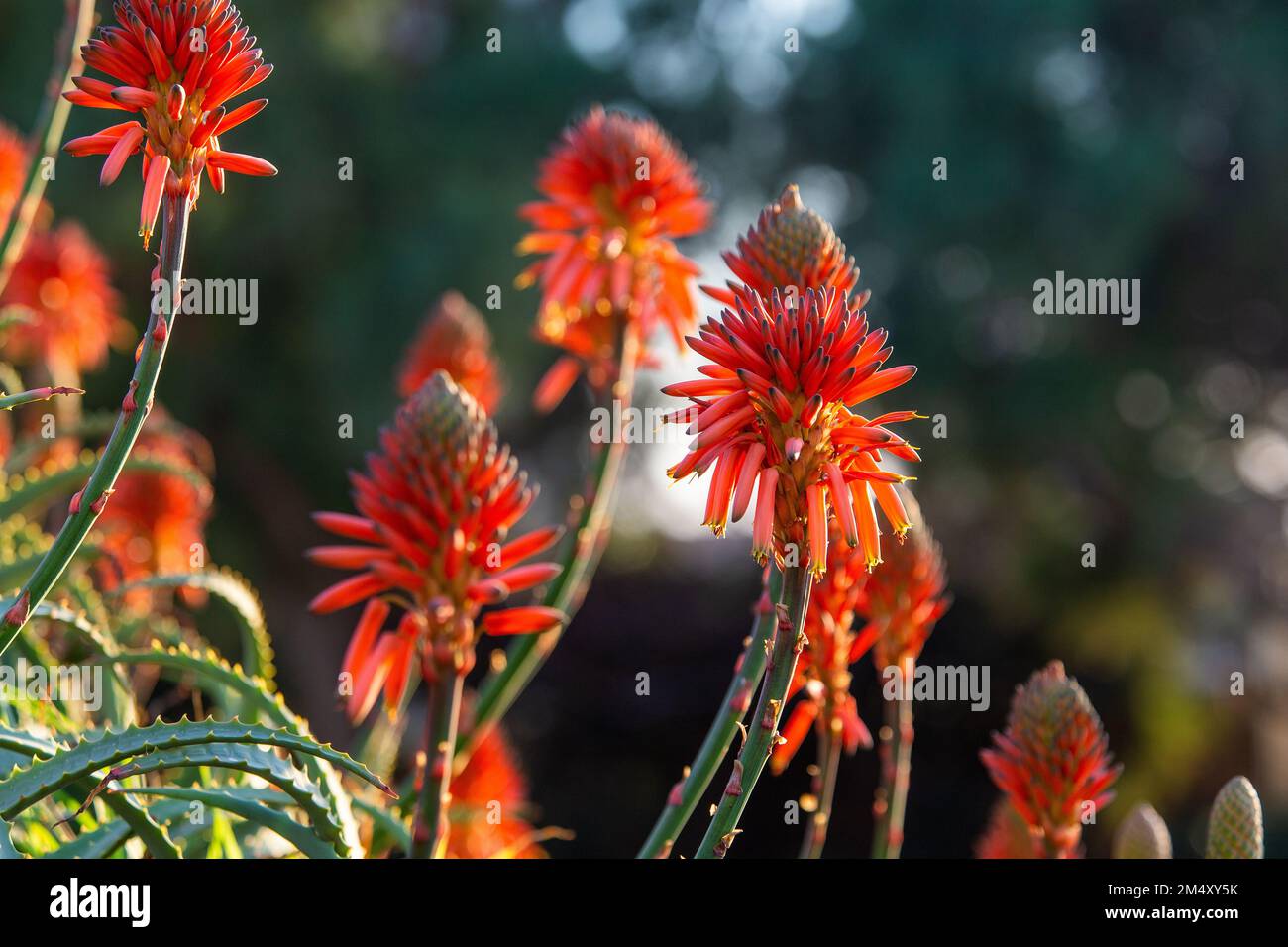 Aloe arborescens , fantastic orange blossom in Tel Aviv during ...