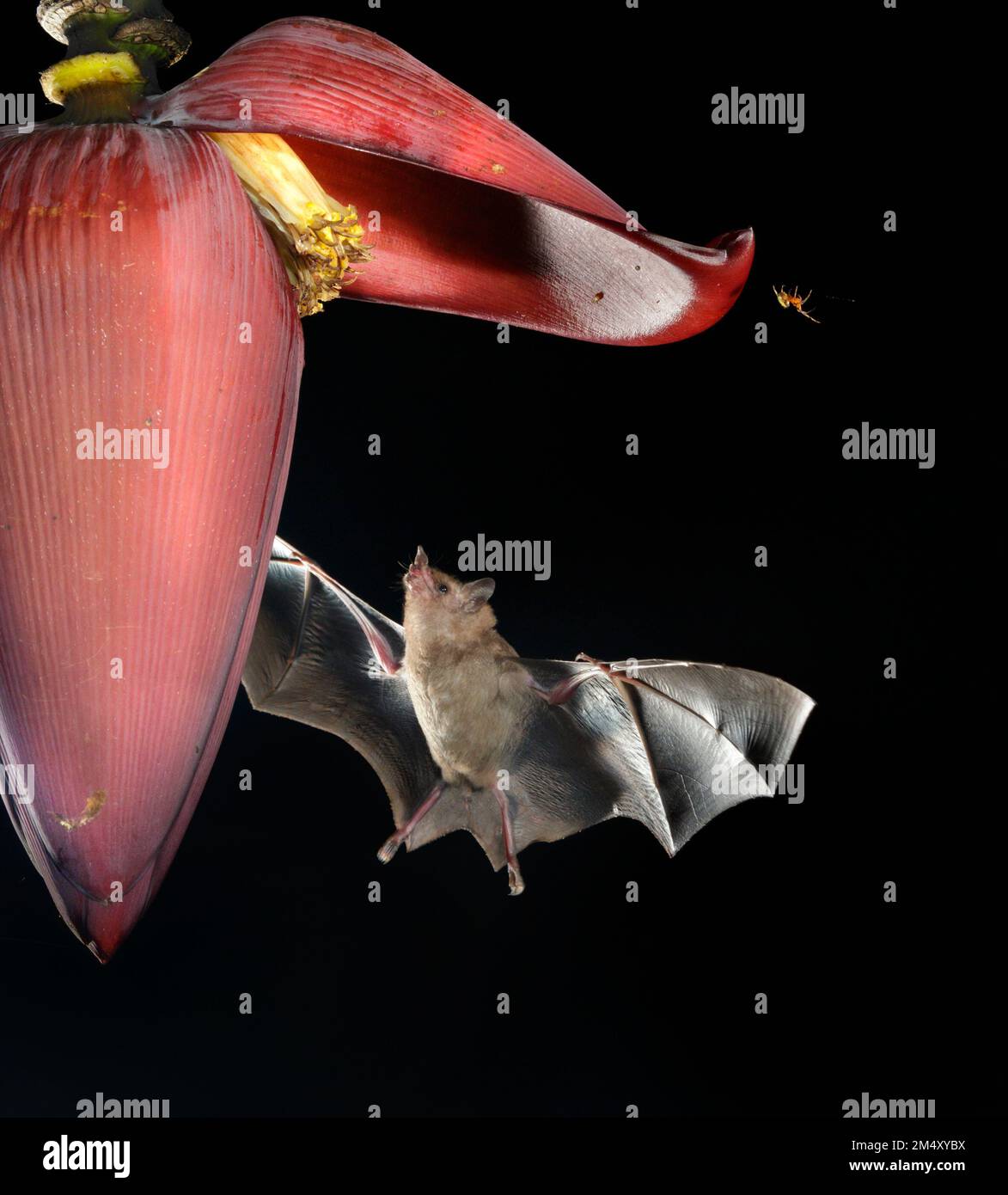 Pallas's long-tongued Bat (Glossophaga soricina) feeding from Banana ...