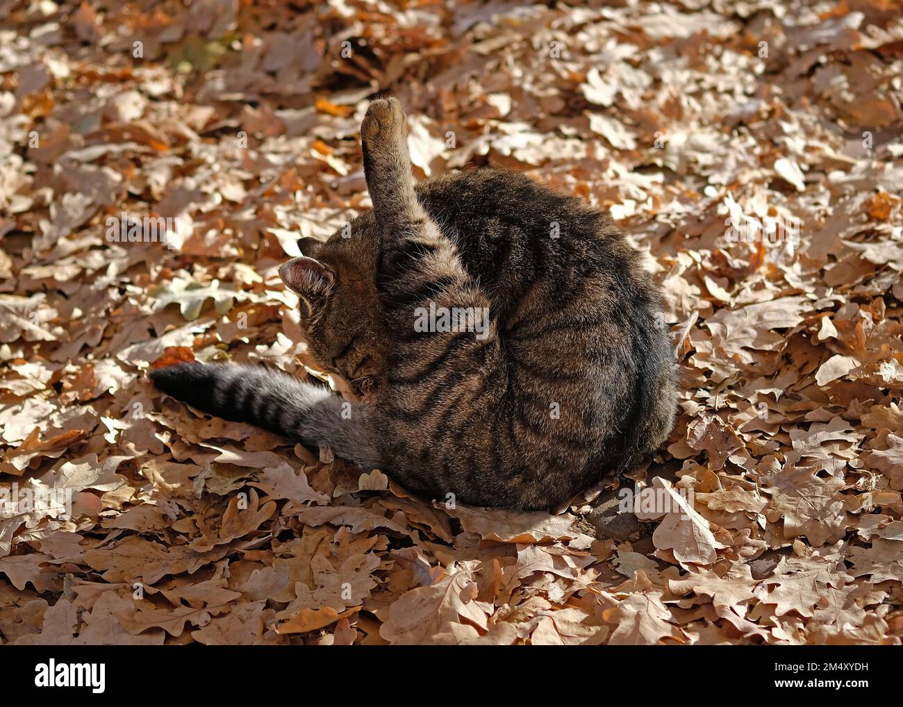 The brown cat sits with its leg up on the leaves. An adult fluffy tabby ...