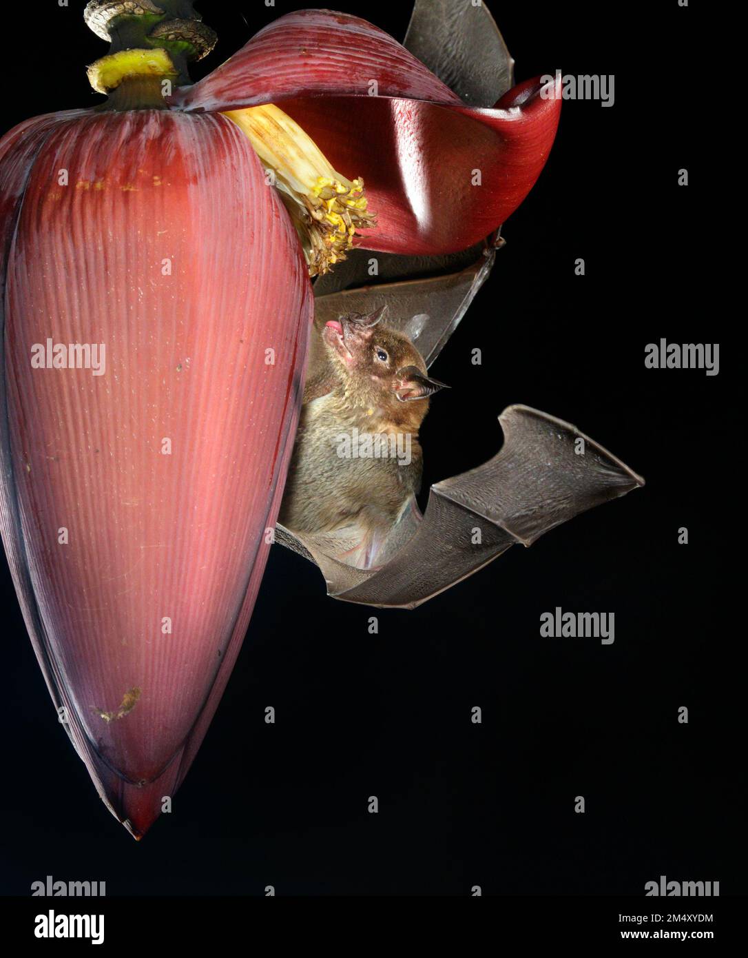 Pale spear-nosed bat (Phyllostomus discolor) feeding on Banana flower ...