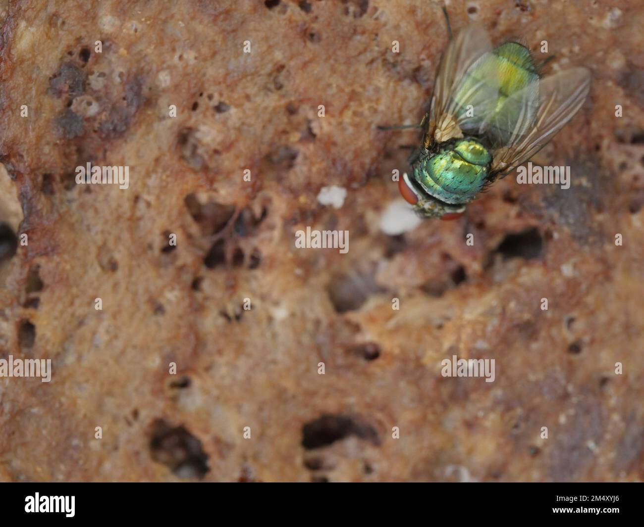 Insect meat hi-res stock photography and images - Alamy