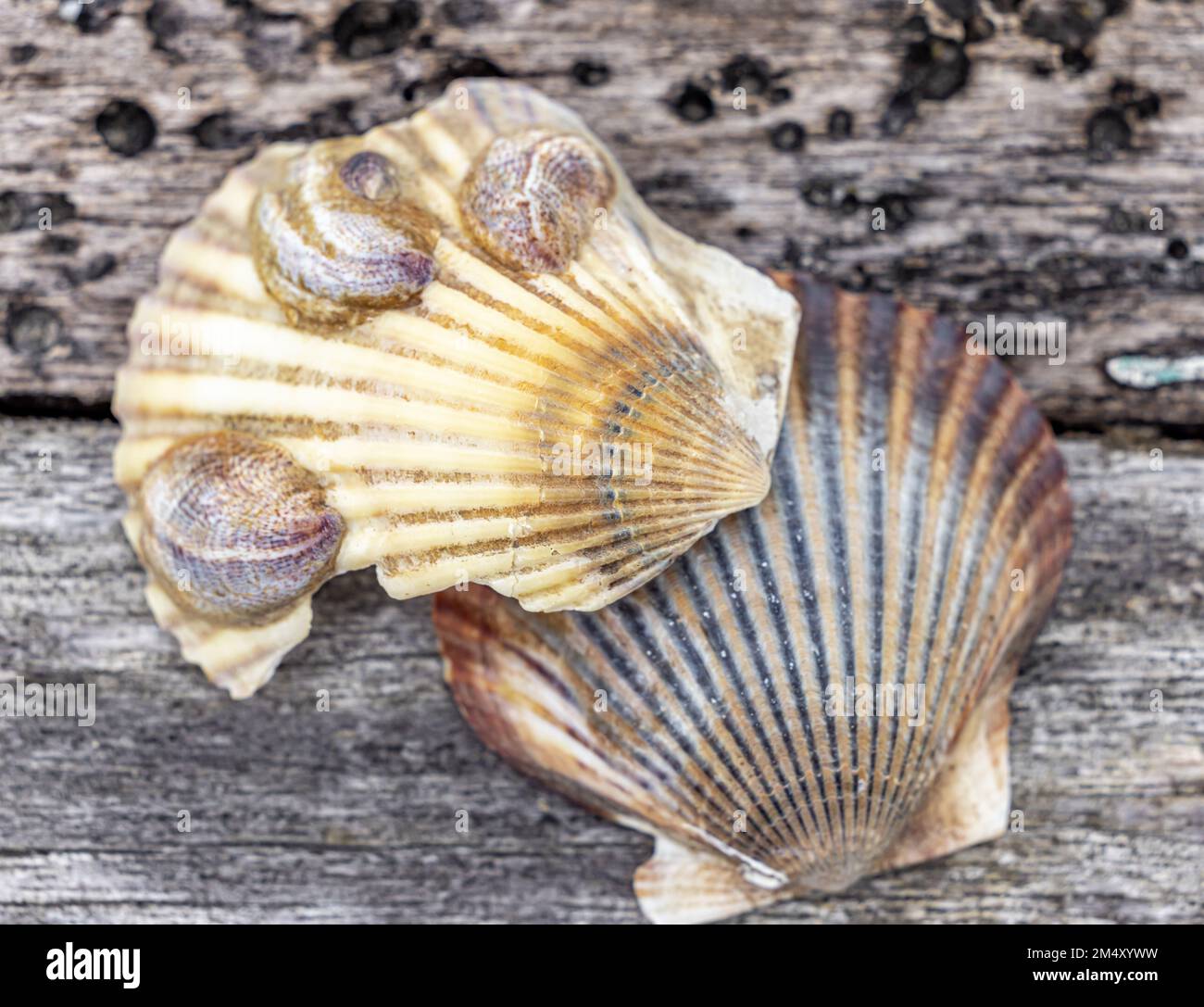 Scallop shapes hi-res stock photography and images - Alamy