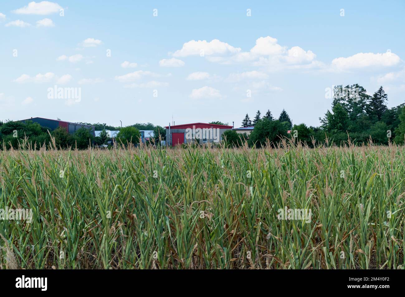Farm house corn field hi-res stock photography and images - Alamy