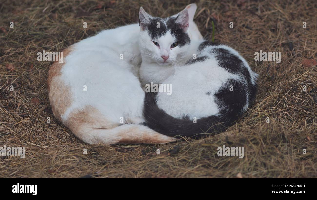 Two stray cats sleeping in the hay Stock Photo - Alamy