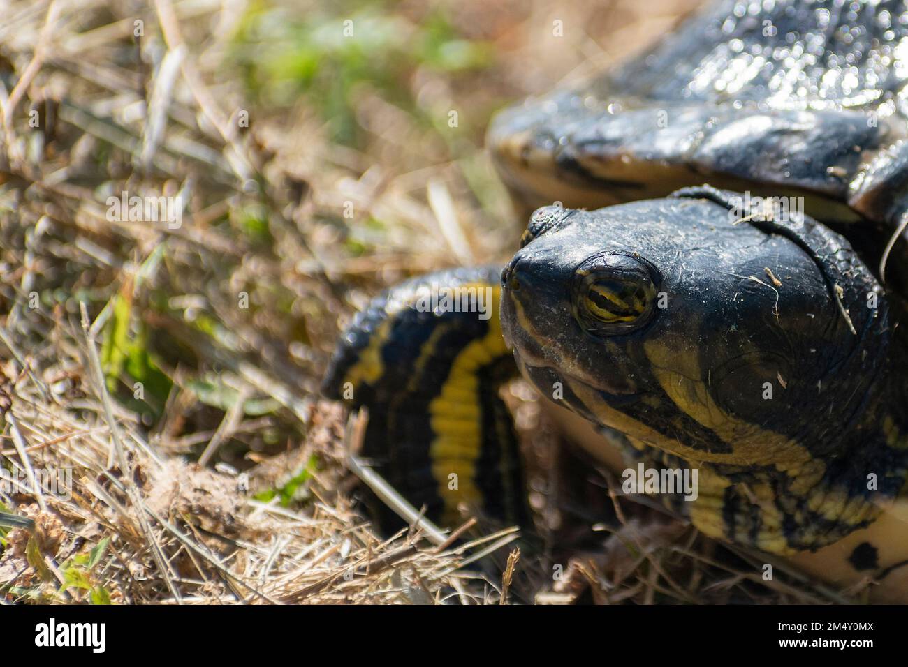 Brown shell turtle hi-res stock photography and images - Alamy