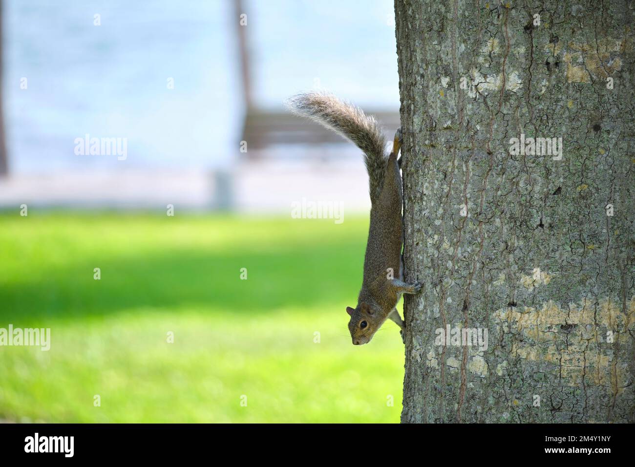 Beautiful wild gray squirrel climbing tree trunk in summer town park ...