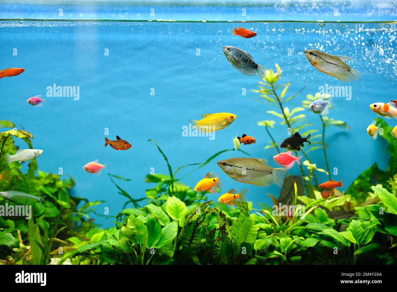 Colorful exotic fish swimming in deep blue water aquarium with green ...