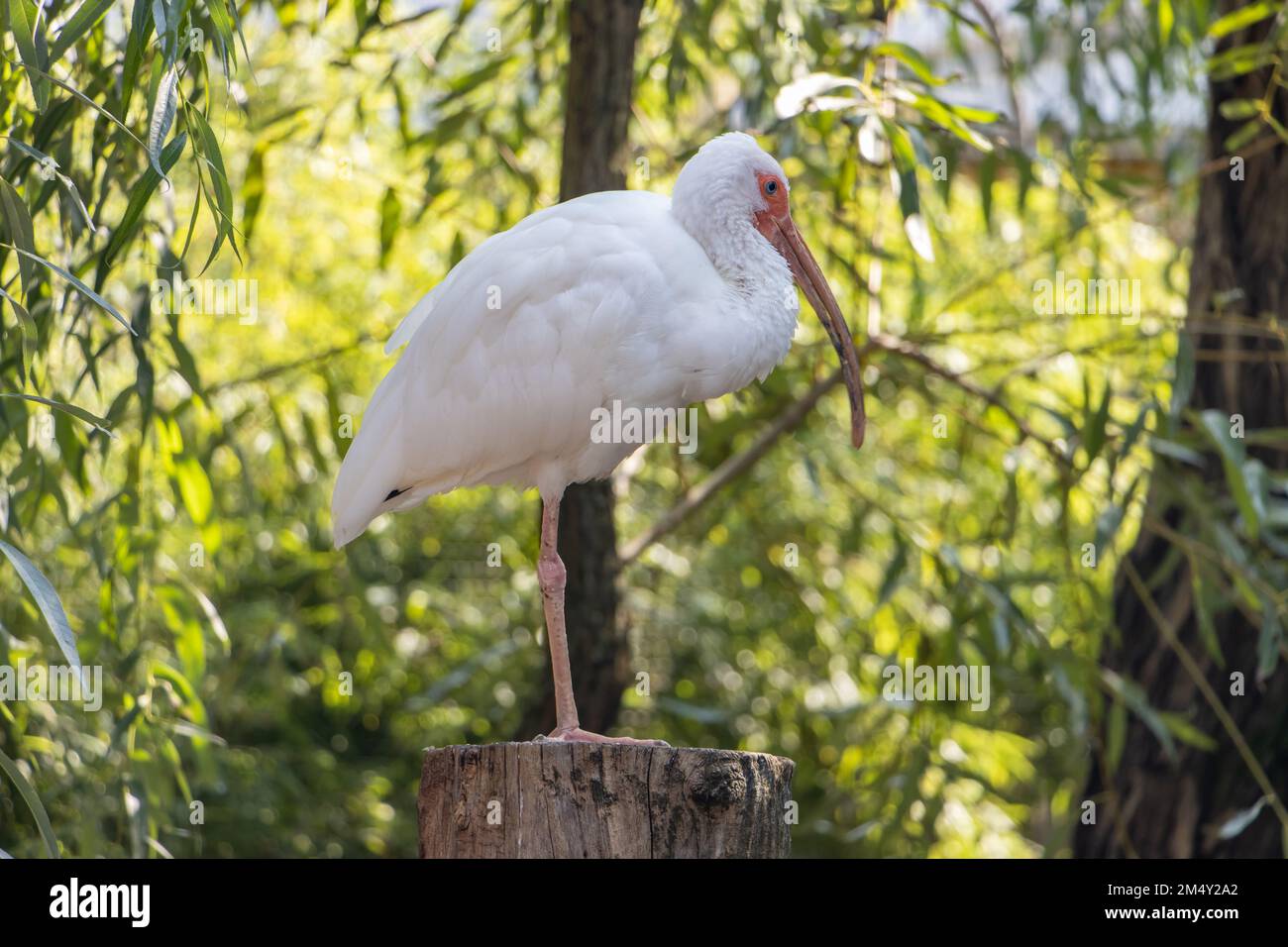 The American white ibis (Eudocimus albus) standing at one leg Stock ...