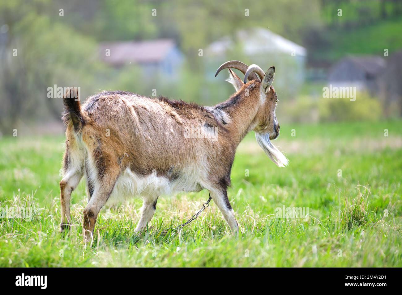 Domestic milk goat with long beard and horns grazing on green farm ...