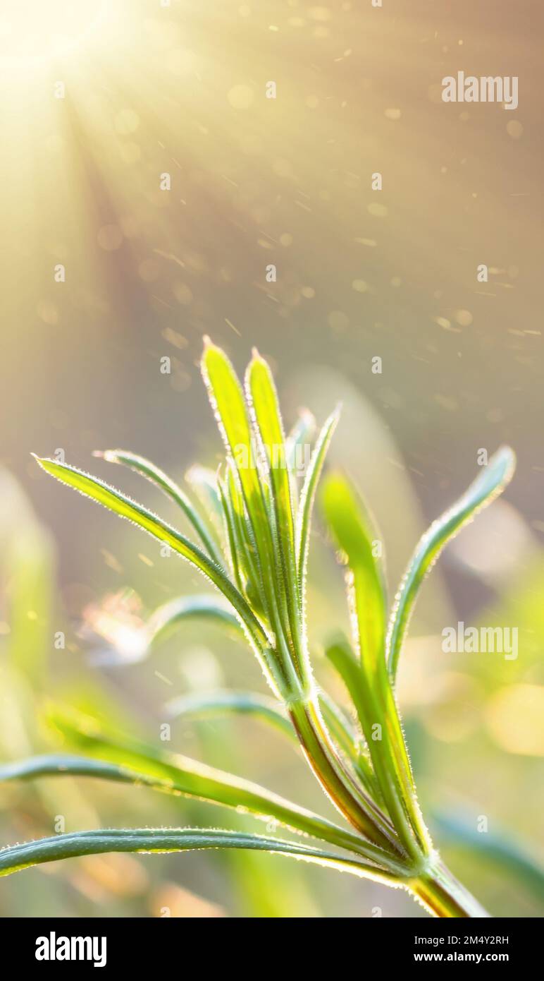 catchweed, Galium aparine cleavers Herb on summer meadow. Yellow ...