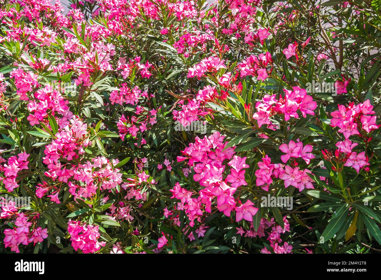 Pink flower hedge background image Stock Photo - Alamy