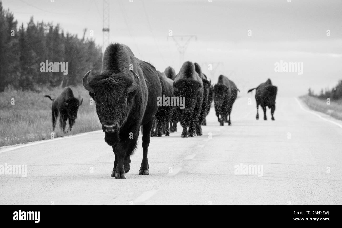 Bison Herd - Wood Buffalo National Park, Canada Stock Photo - Alamy
