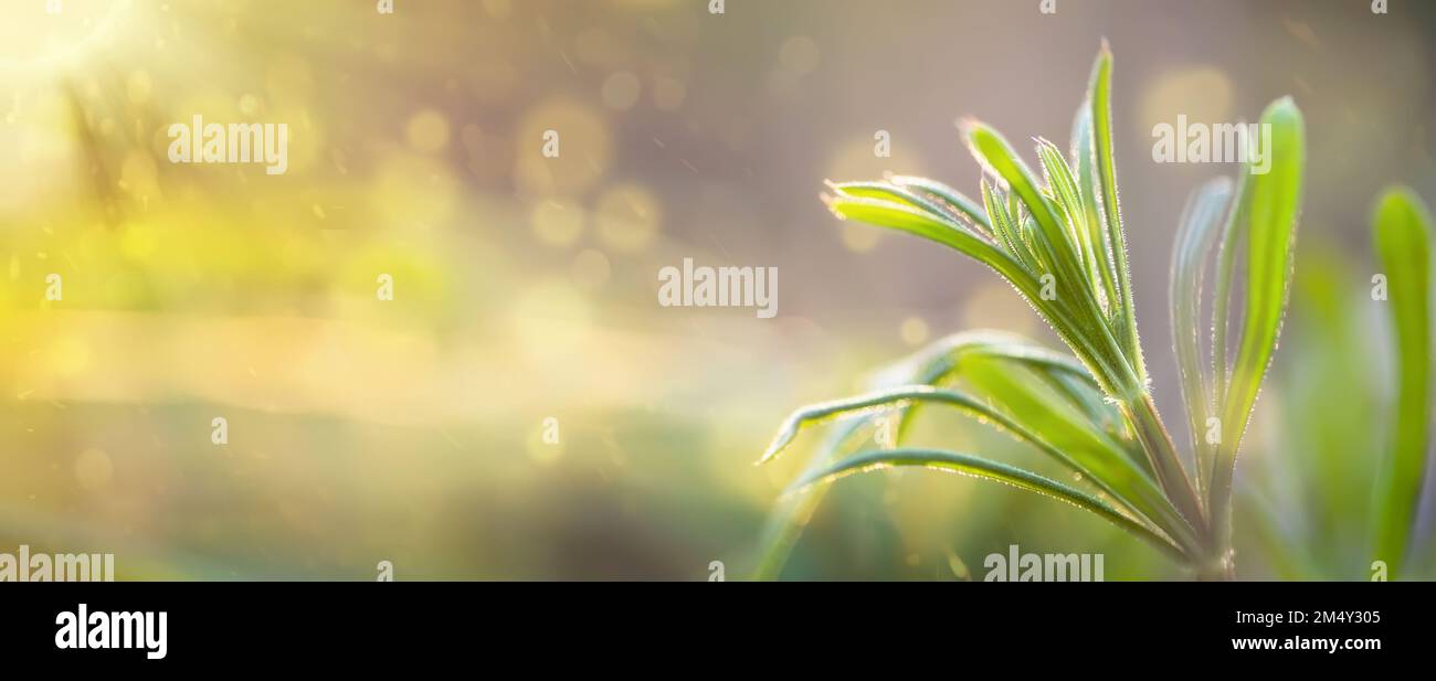 Galium aparine cleavers, clivers, goosegrass, catchweed, stickyweed ...
