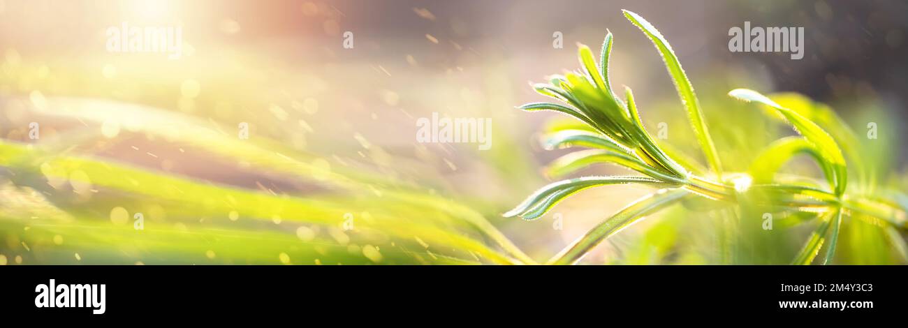 Sticky weed hi-res stock photography and images - Alamy