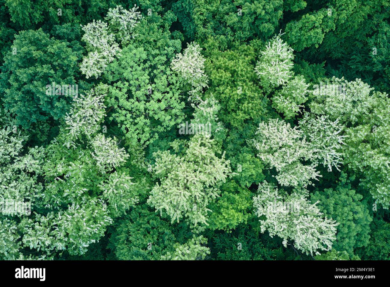 Top down flat aerial view of dark lush forest with blooming green trees ...